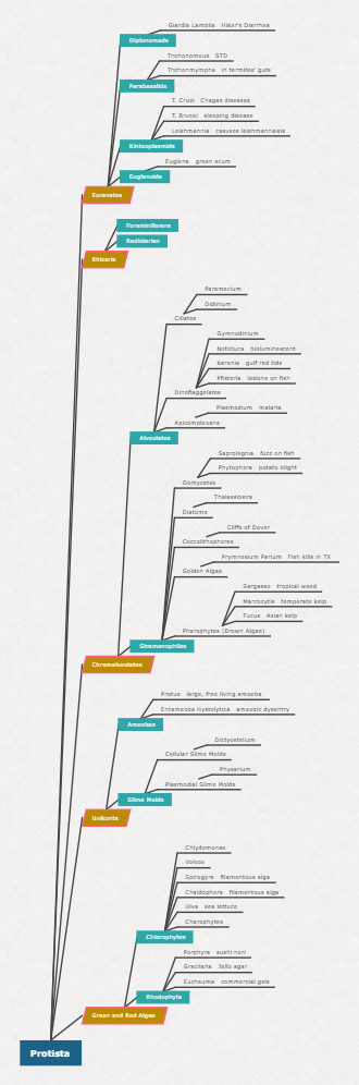 Protista | Mind Map - EdrawMind