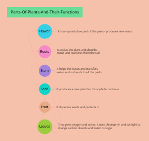 Parts Of Plants And Their Functions | Mind Map - EdrawMind