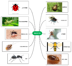 Simple Mind Map about Insects | Mind Map - EdrawMind