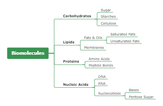 Macromolecules Concept Map