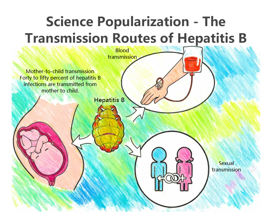 Hepatitis B Transmission Routes | EdrawMax Templates