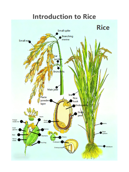 Rice Plant Anatomy Diagram | EdrawMax Templates