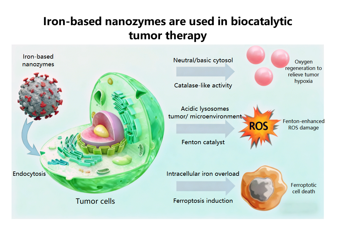 Tumor Cell Ferroptosis with Iron-Based Nanozymes | EdrawMax Templates