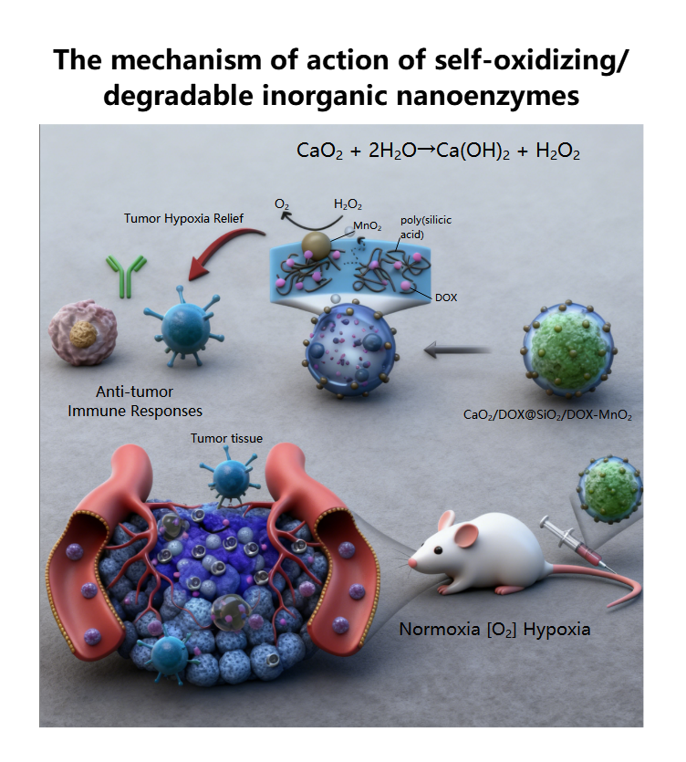 Tumor Hypoxia Relief with CaO2/DOX@SiO2/DOX-MnO2 | EdrawMax Templates