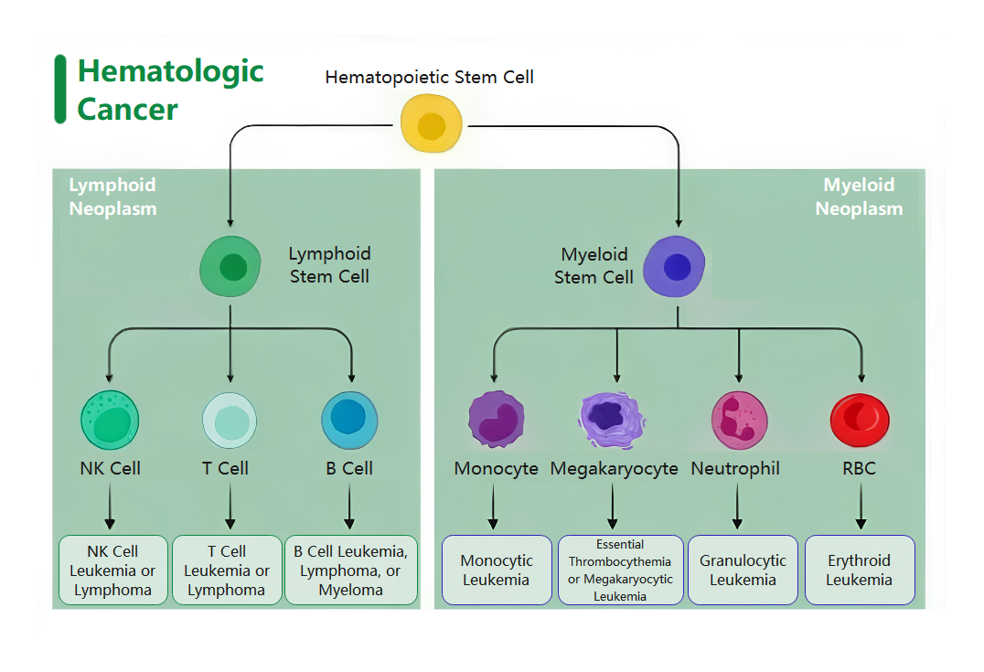 Hematologic Cancer: Stem Cell Differentiation | EdrawMax Templates