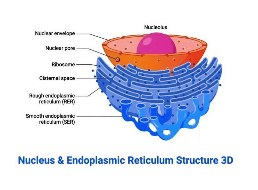 3D Cell Structure: Nucleus & Endoplasmic Reticulum | EdrawMax Templates