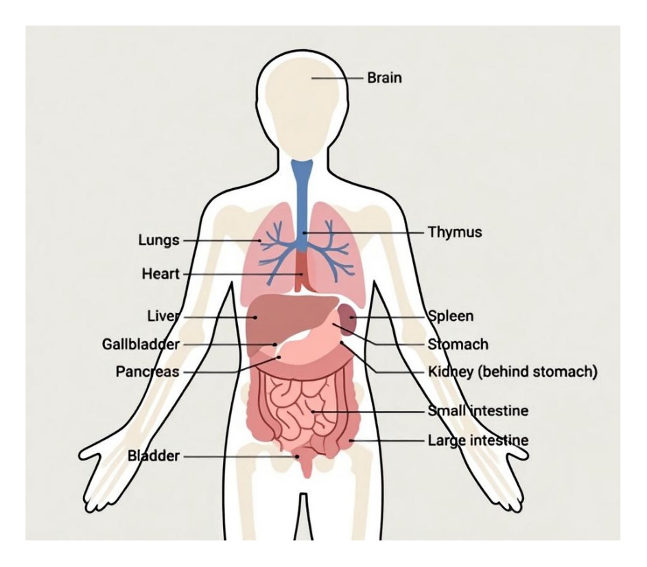 Human Body Internal Organs Anatomy | EdrawMax Templates