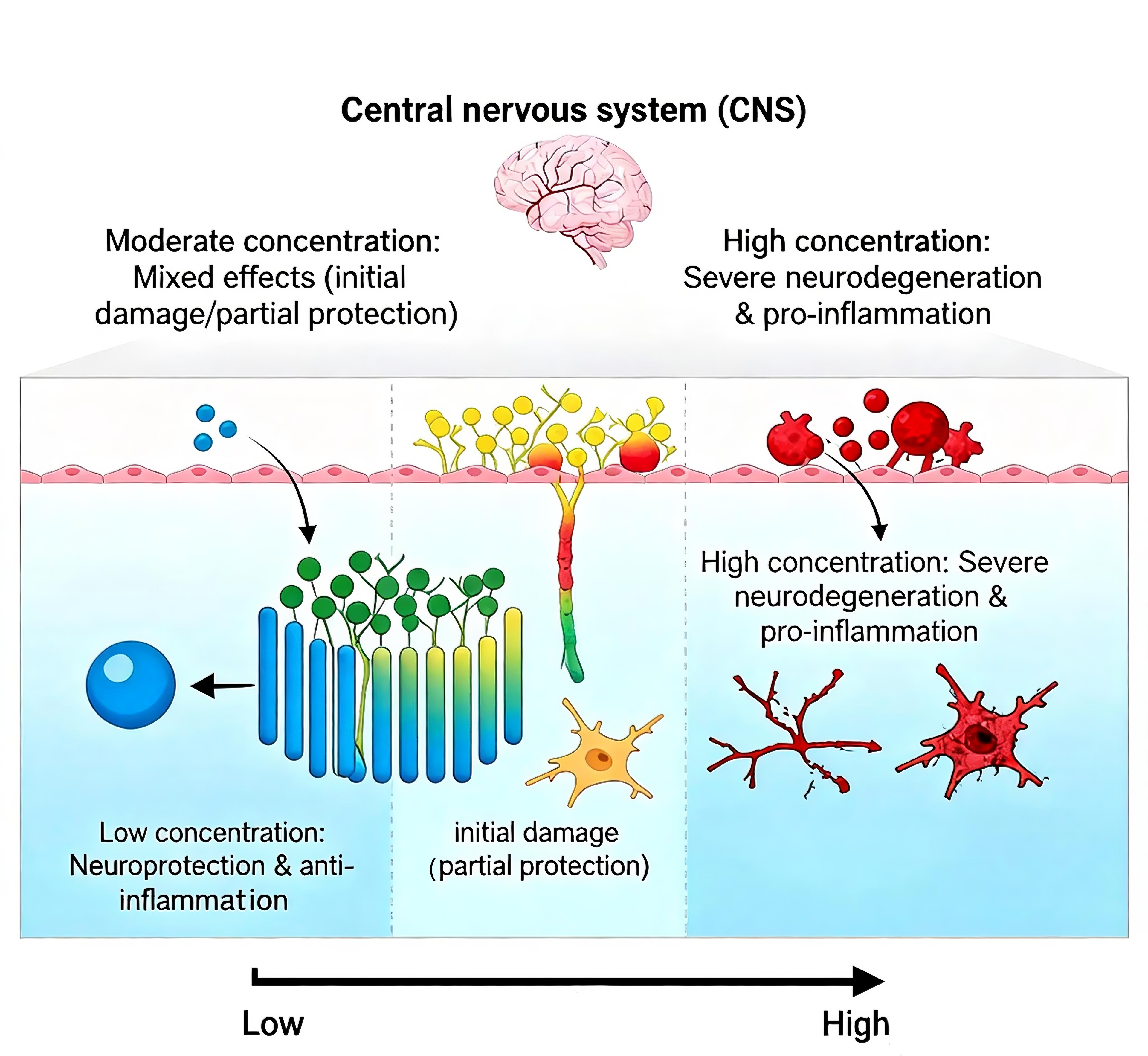 CNS: Concentration Effects | EdrawMax Templates